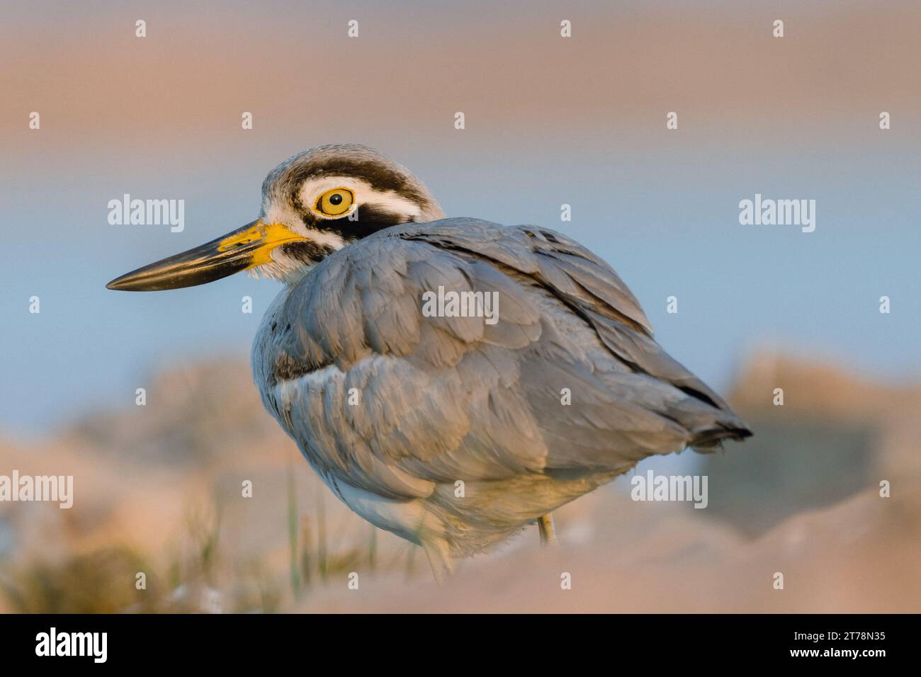 The Indian stone-curlew or Indian thick-knee (Burhinus indicus) at ...