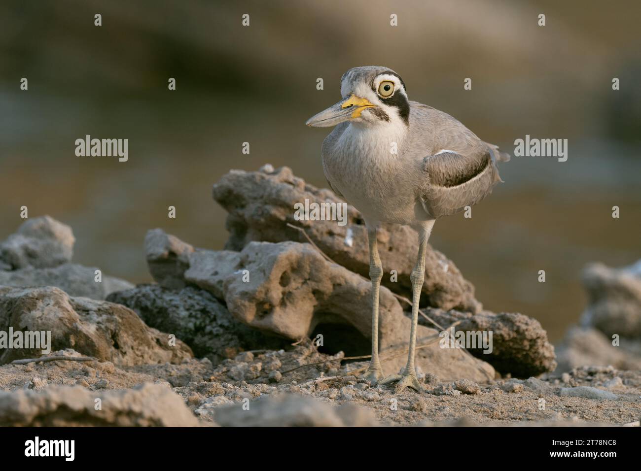 The Indian stone-curlew or Indian thick-knee (Burhinus indicus) at ...