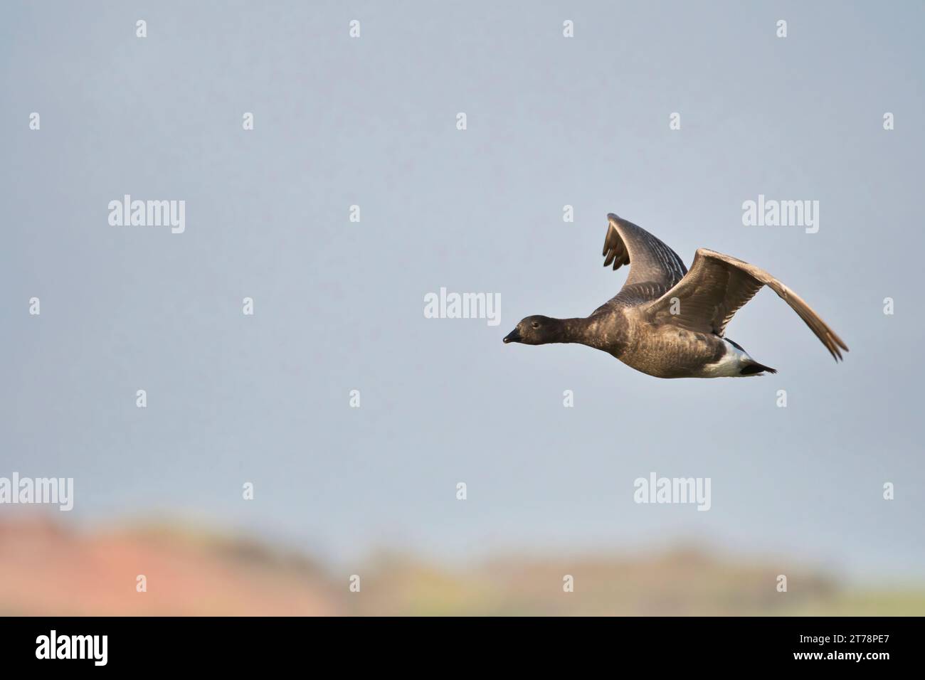 Brent goose (Branta bernicla) in flight. This bird is a juvenile ...