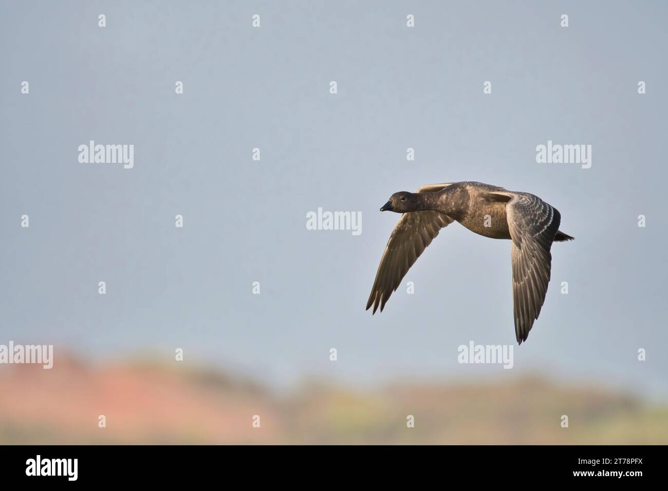 Brent goose (Branta bernicla) in flight. This bird is a juvenile ...