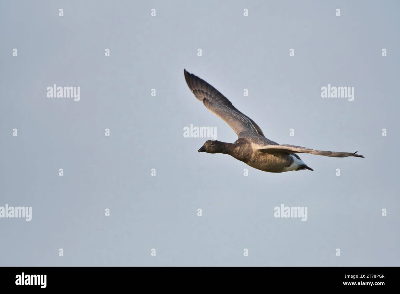 Brent goose (Branta bernicla) in flight. This bird is a juvenile ...