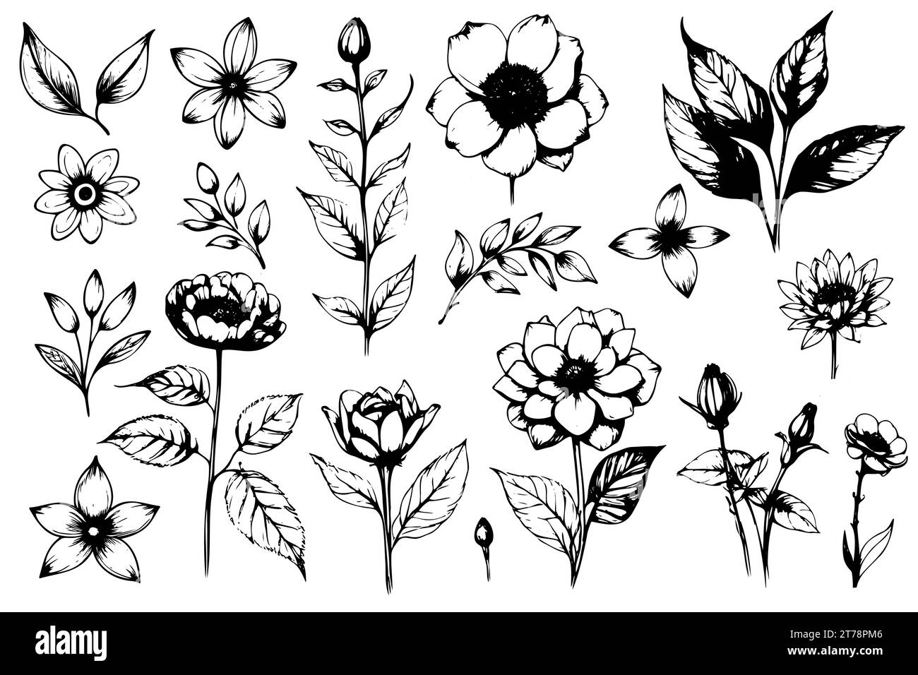 floral vector element made wildflowers. Botanical flowers collection ...