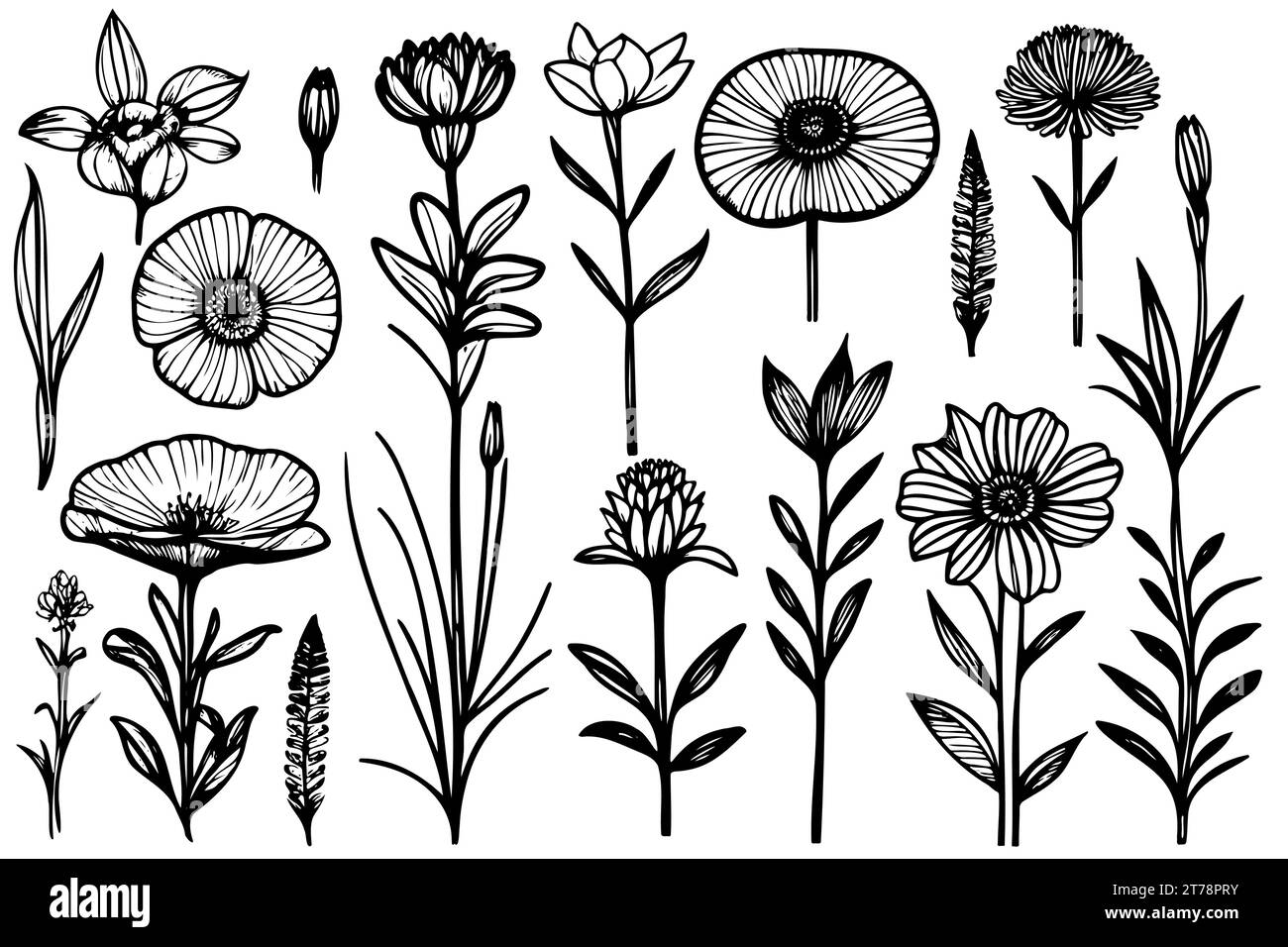 Lily berry Stock Vector Images - Alamy