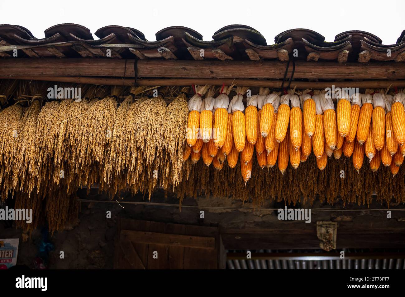 Harvested corn at a farm house in Vietnam Stock Photo - Alamy