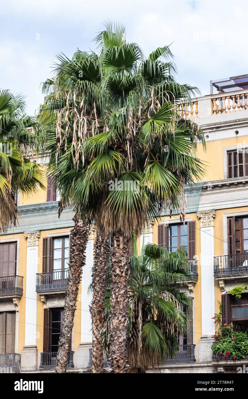 Tall palm tree in PLACA REIAL, off Las Ramblas in Barcelona, Spain ...