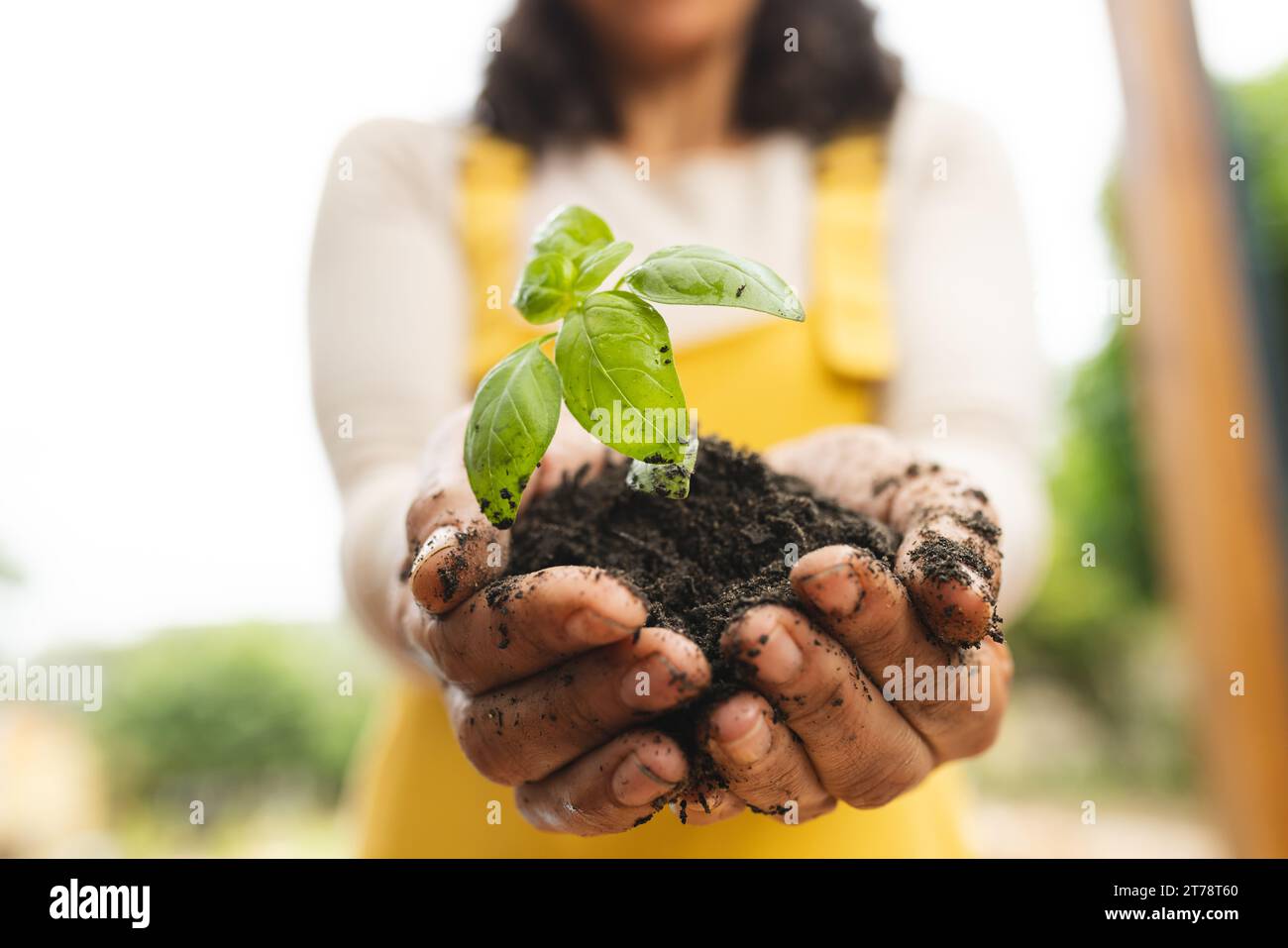 Hands holding plant seedling hi-res stock photography and images - Alamy