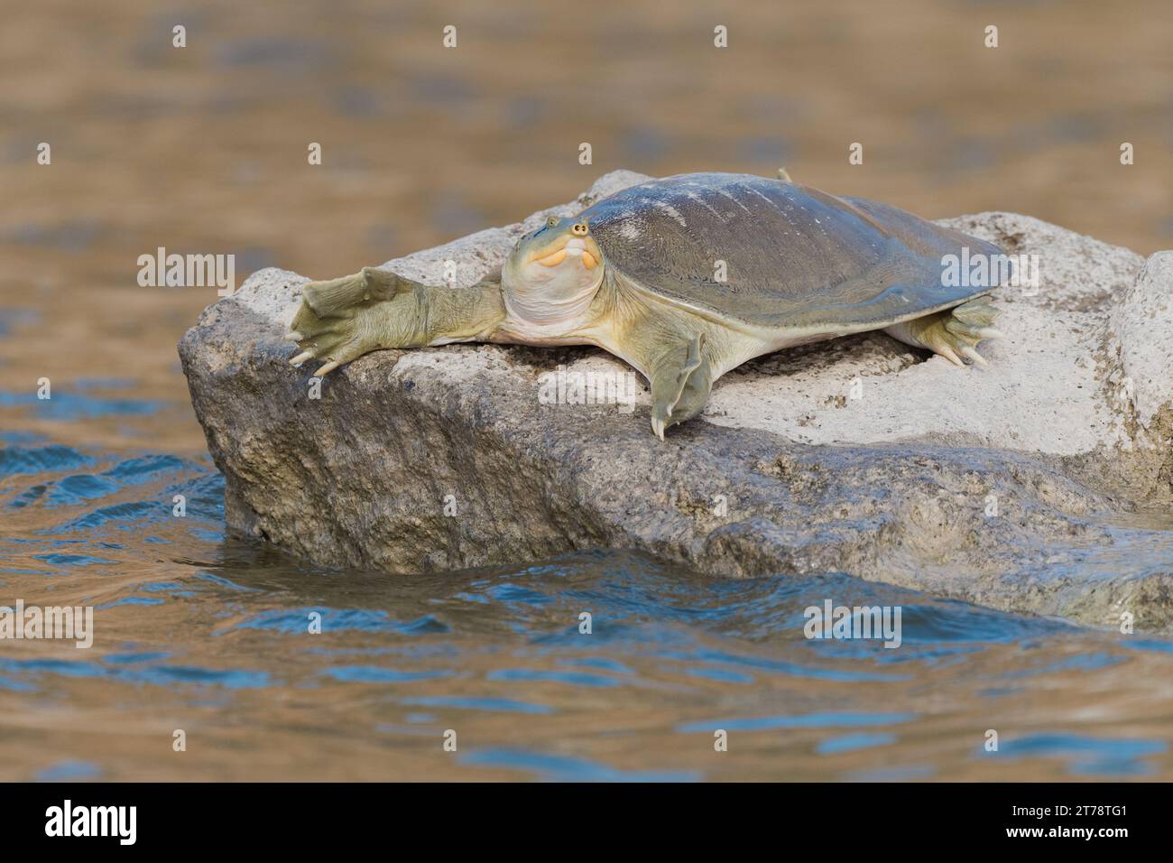 Softshell turtle sunbathing along Chambal River in India Stock Photo - Alamy