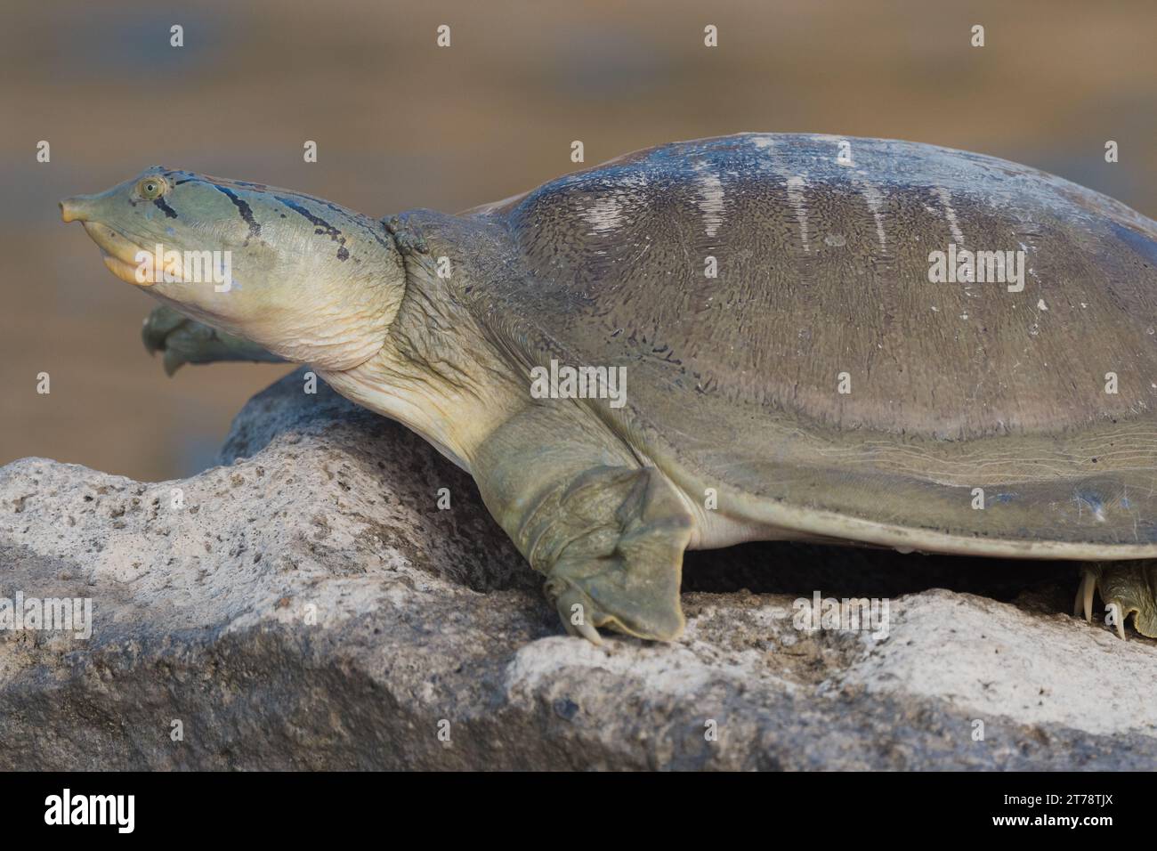 Softshell turtle sunbathing along Chambal River in India Stock Photo ...
