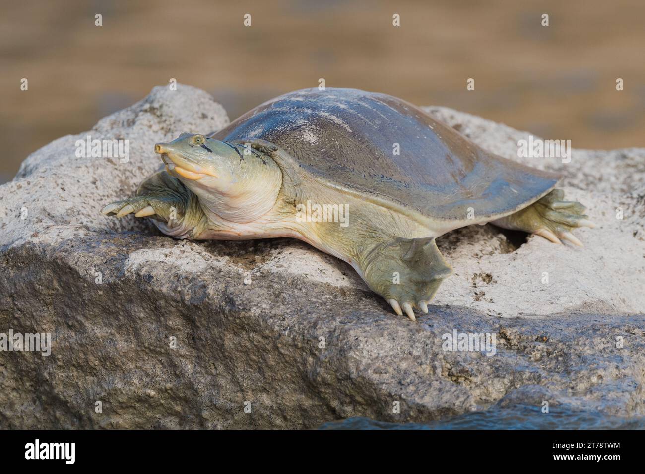 Softshell turtle sunbathing along Chambal River in India Stock Photo ...