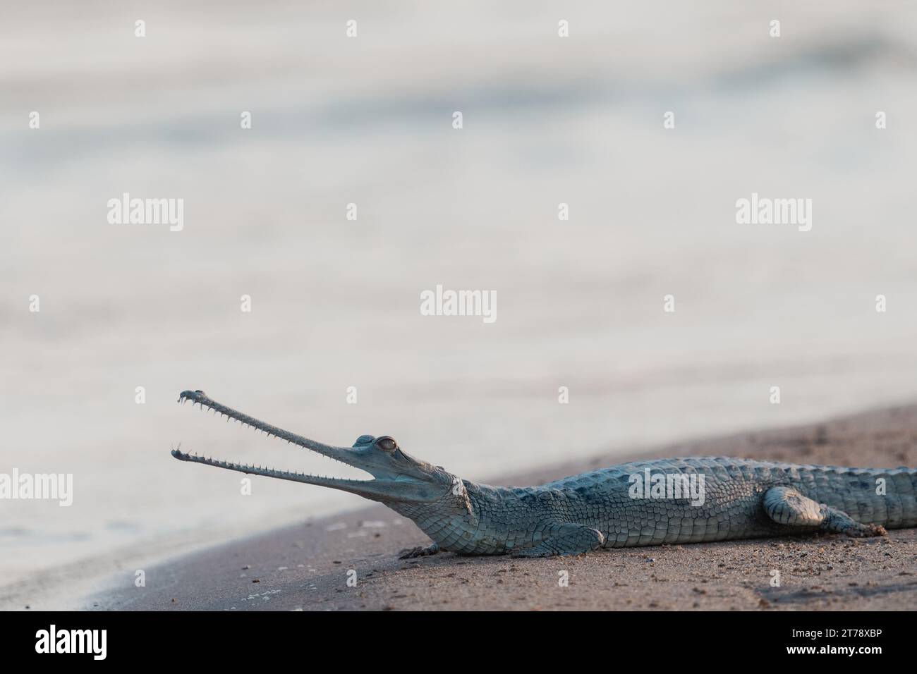 Gharials sunbathing at Chambal River in India Stock Photo - Alamy