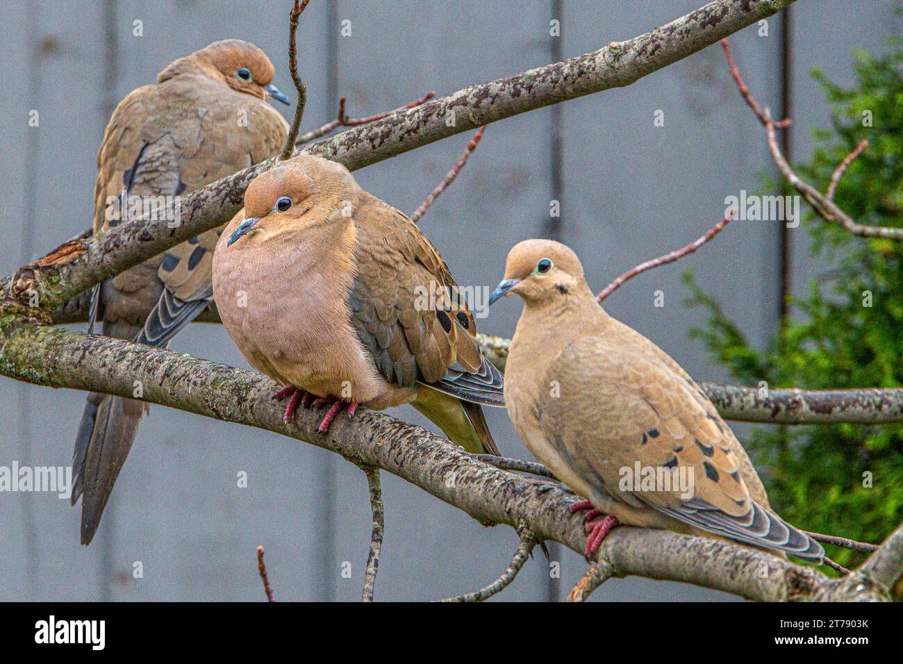 Sleeping mourning doves hi-res stock photography and images - Alamy