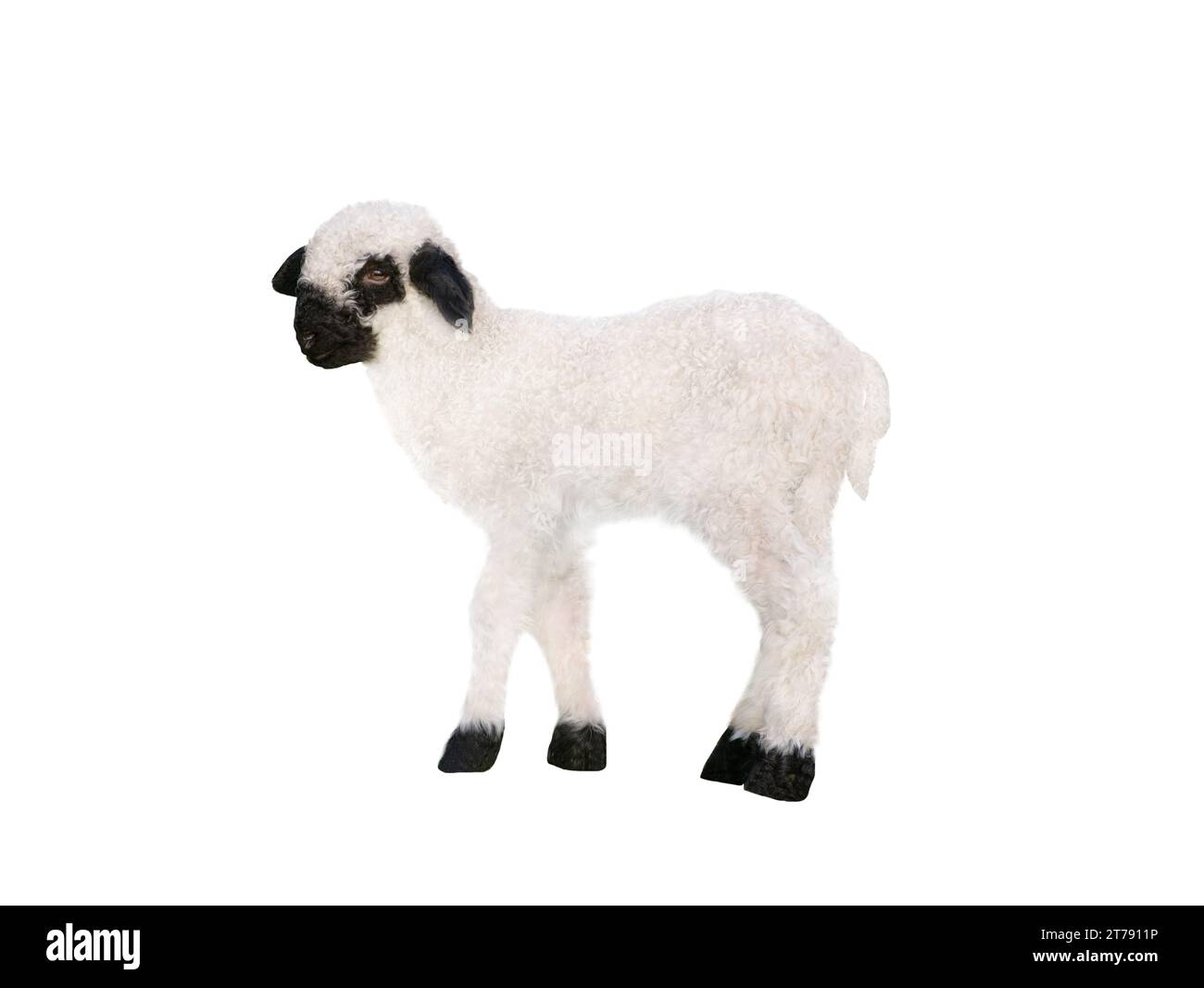 small Welsh black-faced sheep isolated white background Stock Photo - Alamy