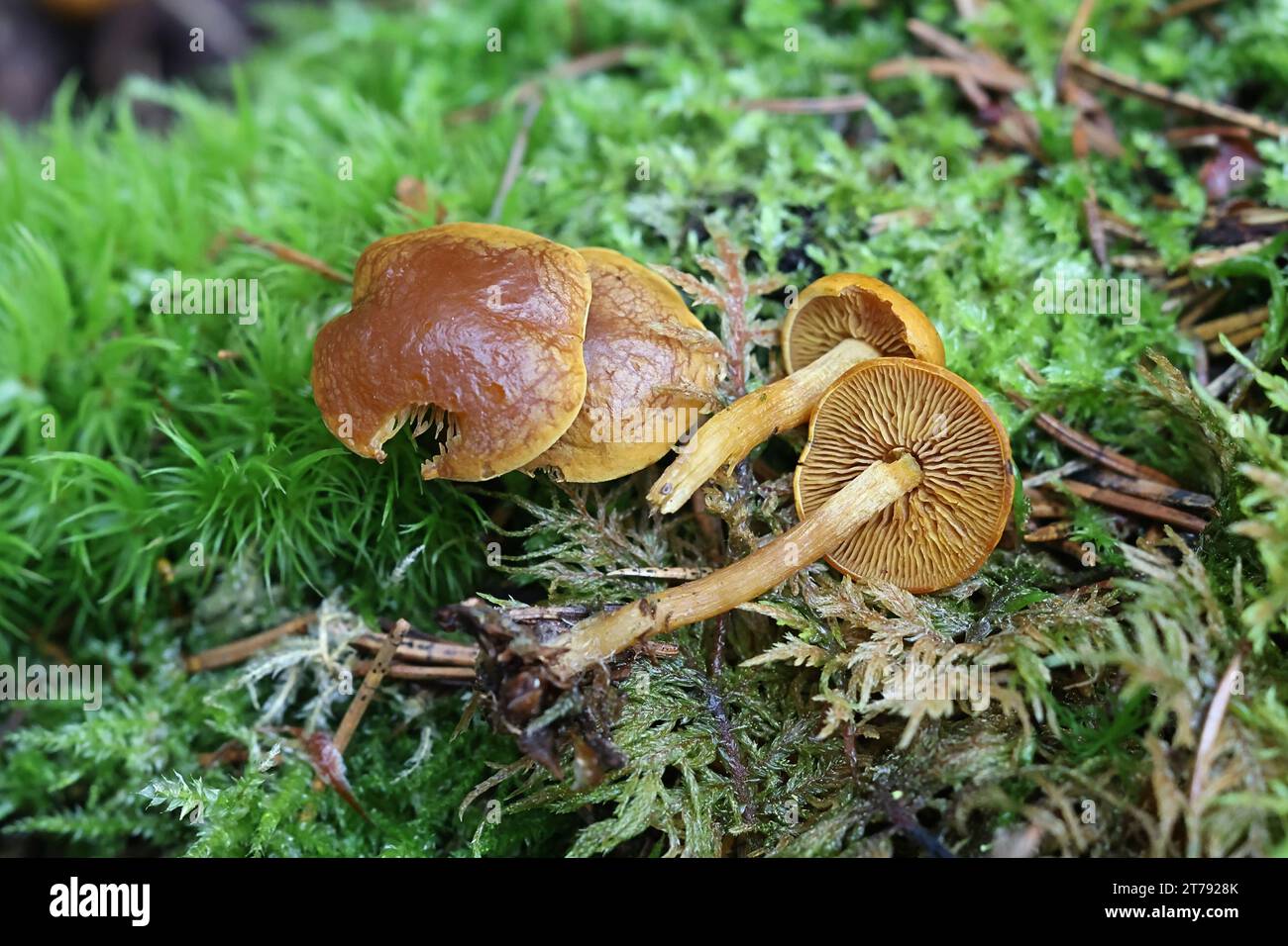 Calocybe naucoria, also called Calocybe fallax, domecap mushroom from ...