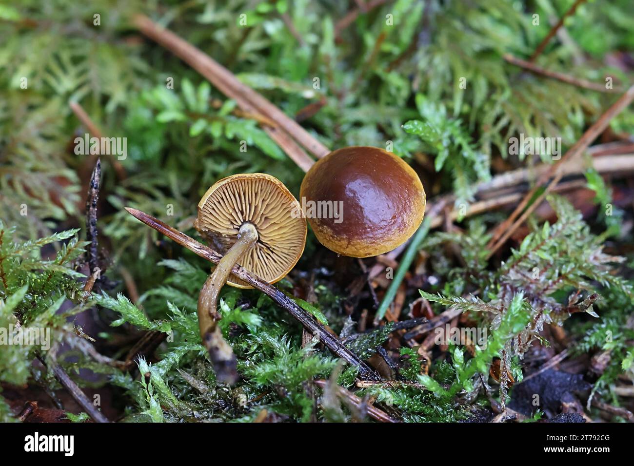 Calocybe naucoria, also called Calocybe fallax, domecap mushroom from ...