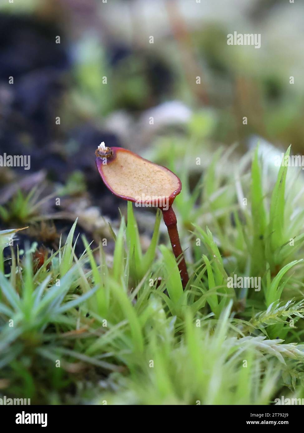 Humpbacked elves hi-res stock photography and images - Alamy