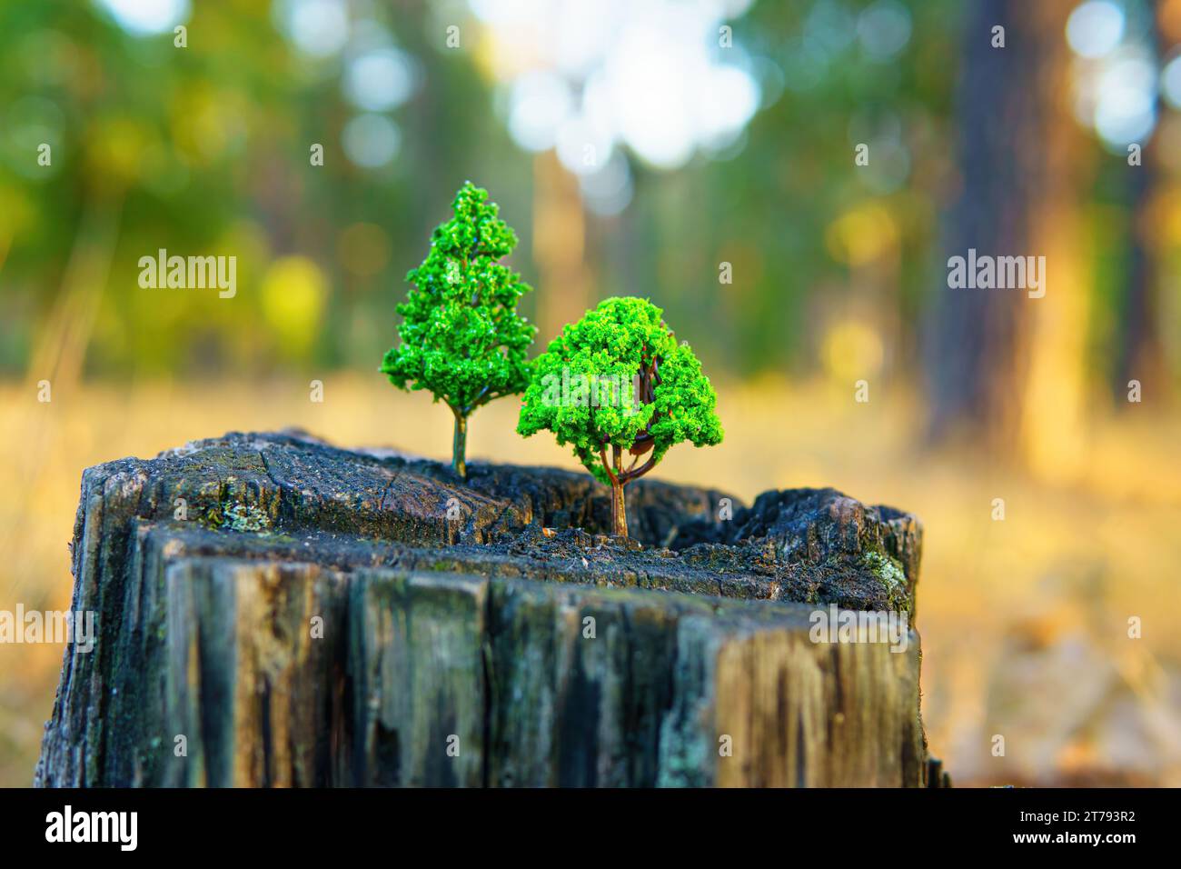 Fake forest setting hi-res stock photography and images - Alamy