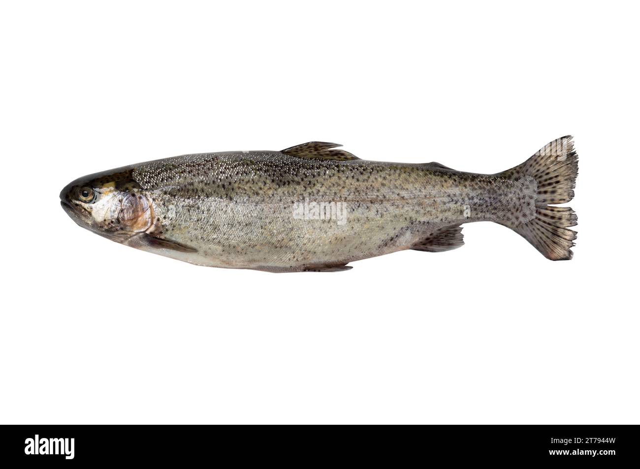 small Freshwater fish rainbow trout (Oncorhynchus mykiss). isolated on ...
