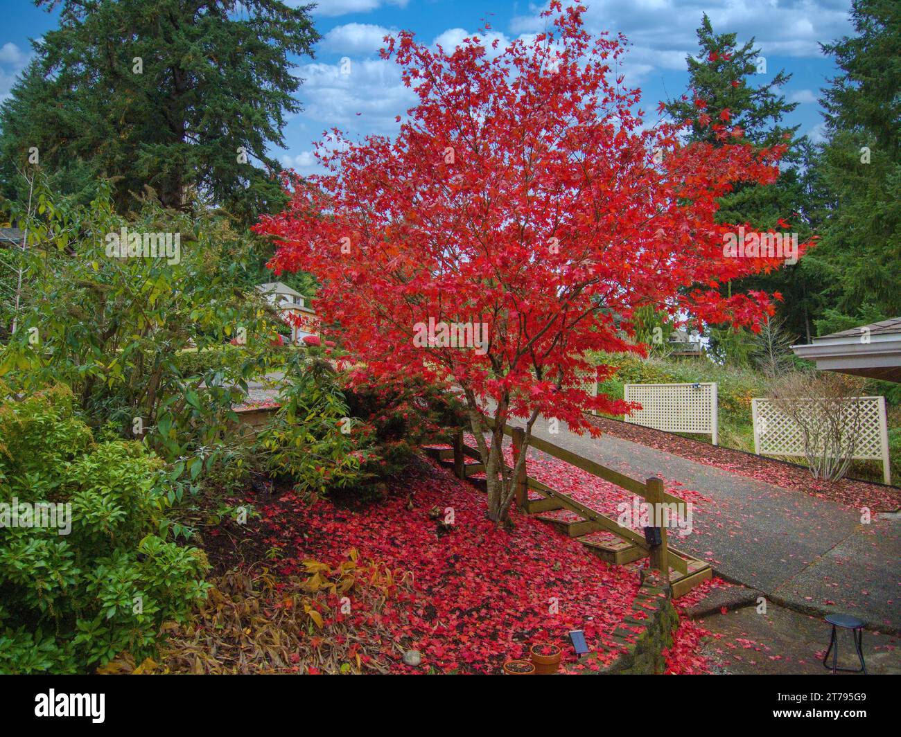 A bright red Japanese maple tree surrounded by lush vegetation Stock ...