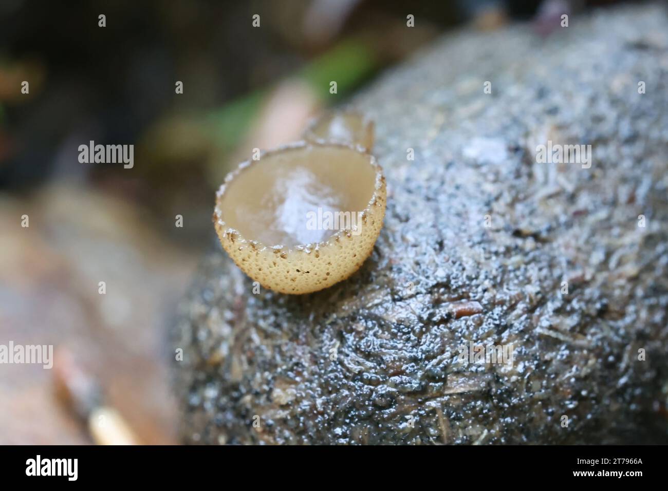 Peziza alcidis, a cup fungus growing on moose dung in Finland, no ...