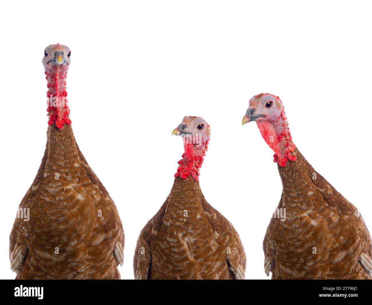 portraits of turkeys brown isolated on white background Stock Photo - Alamy