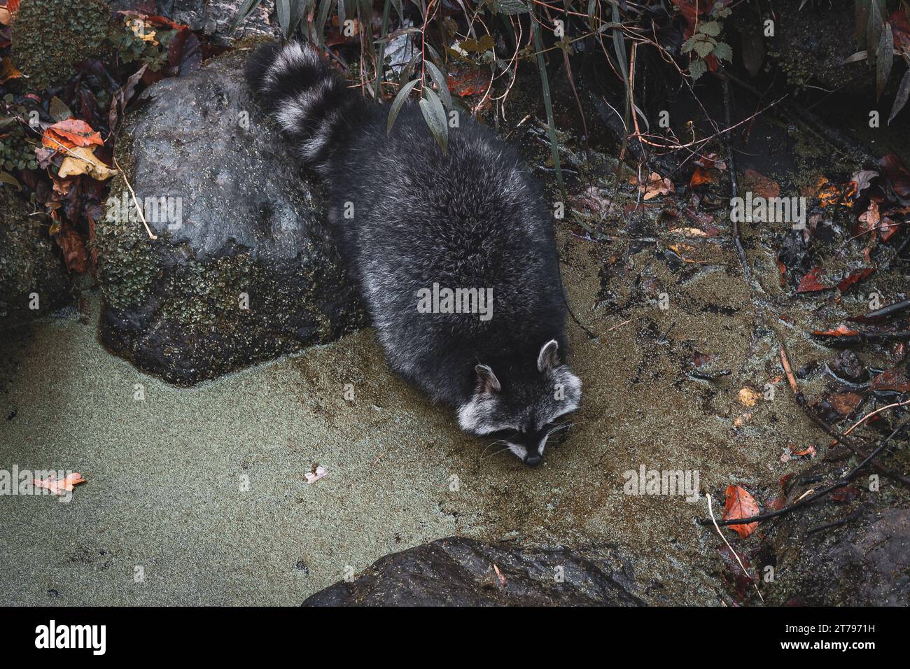 Overgrown animals hi-res stock photography and images - Alamy