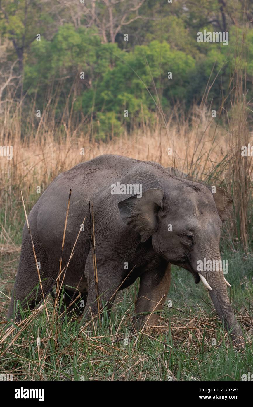 Single elephant in a jungle Stock Photo - Alamy