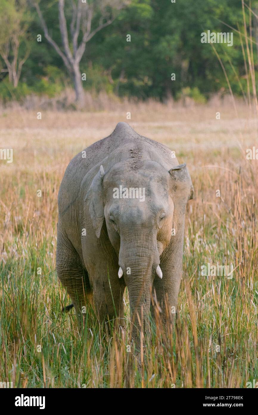 Single elephant in a jungle Stock Photo - Alamy