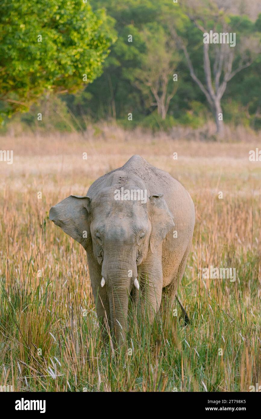 Single elephant in a jungle Stock Photo - Alamy