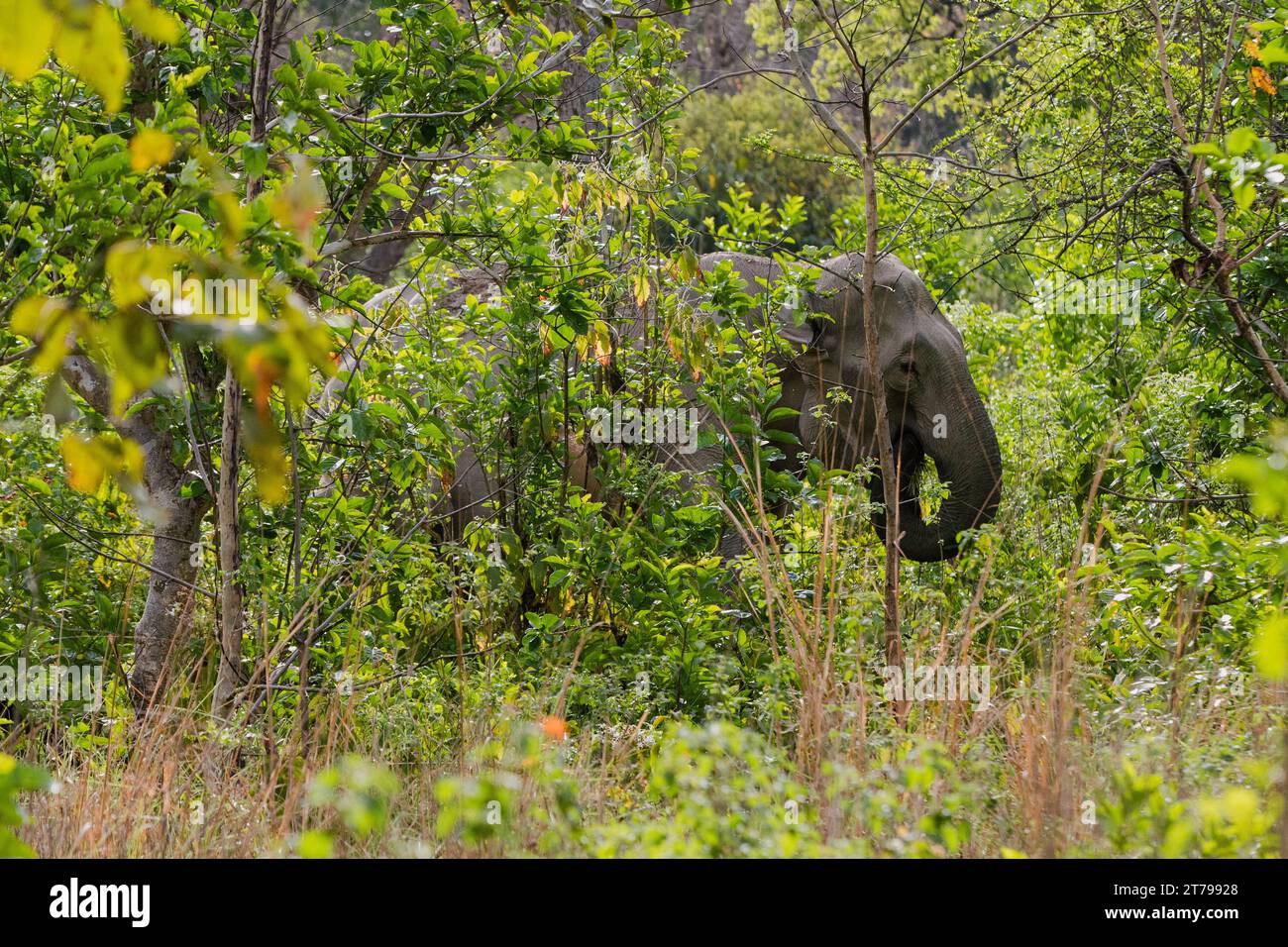 Single elephant in a jungle Stock Photo - Alamy