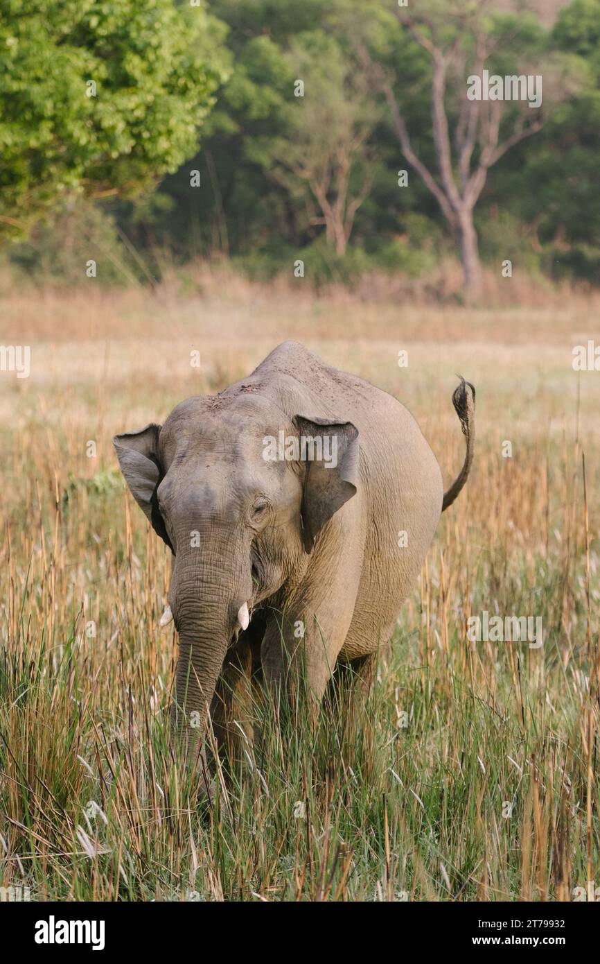 Single elephant in a jungle Stock Photo - Alamy