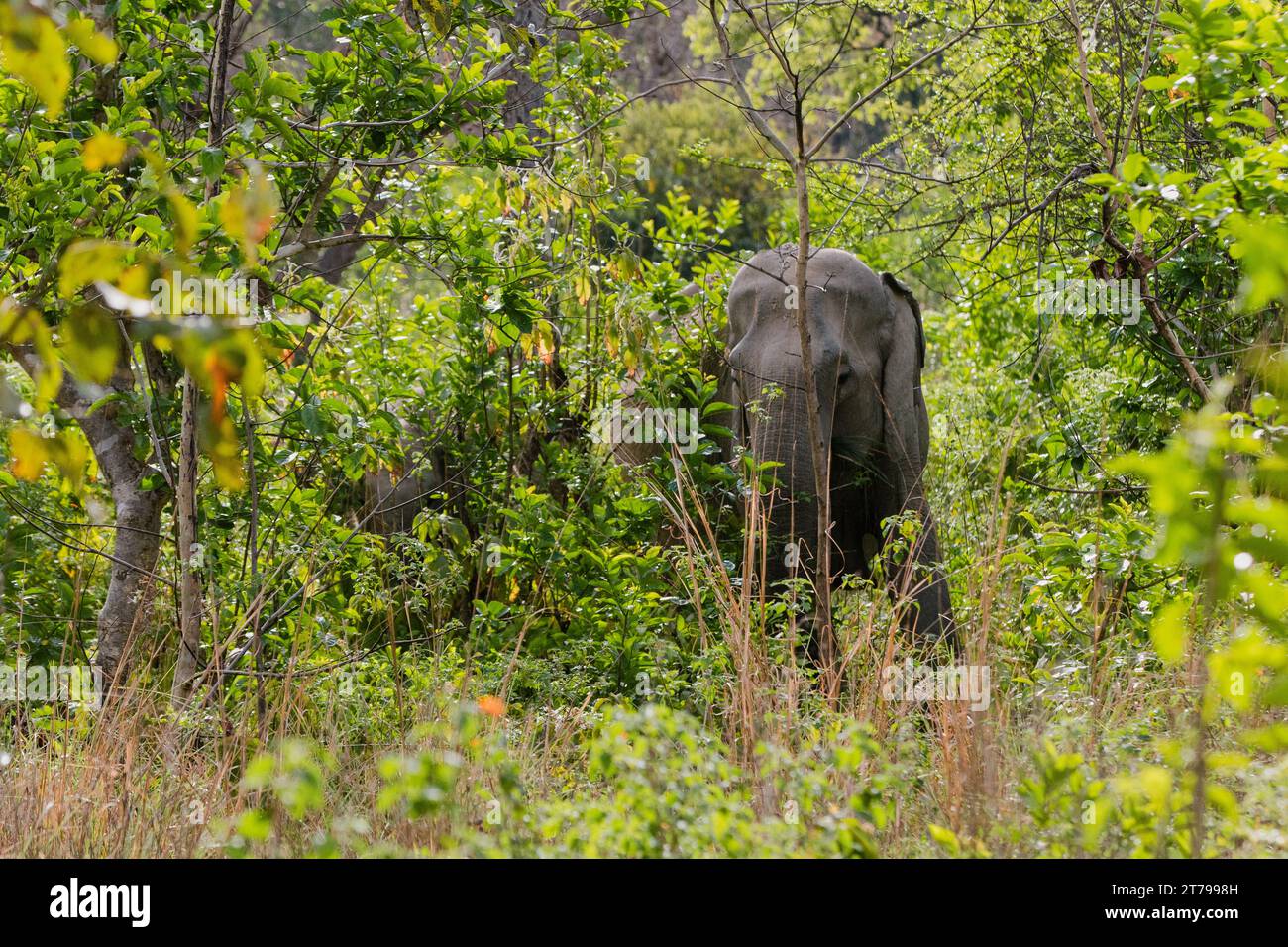 Elephant in the jungle Stock Photo - Alamy