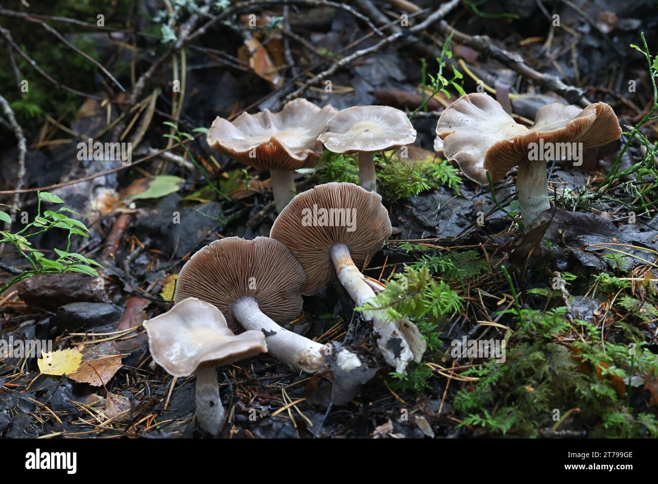 Variable webcaps hi-res stock photography and images - Alamy