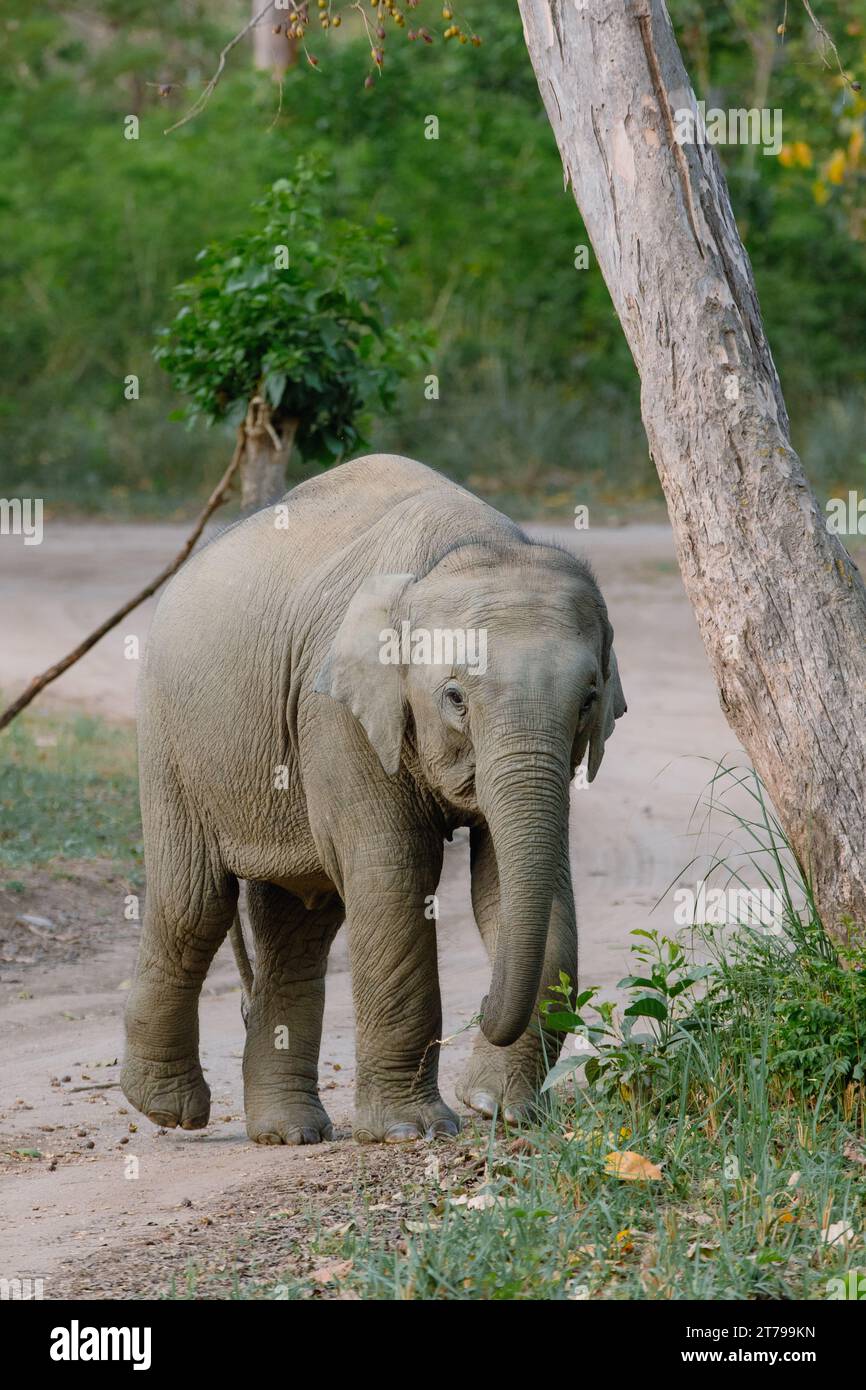 Single elephant in a jungle Stock Photo - Alamy