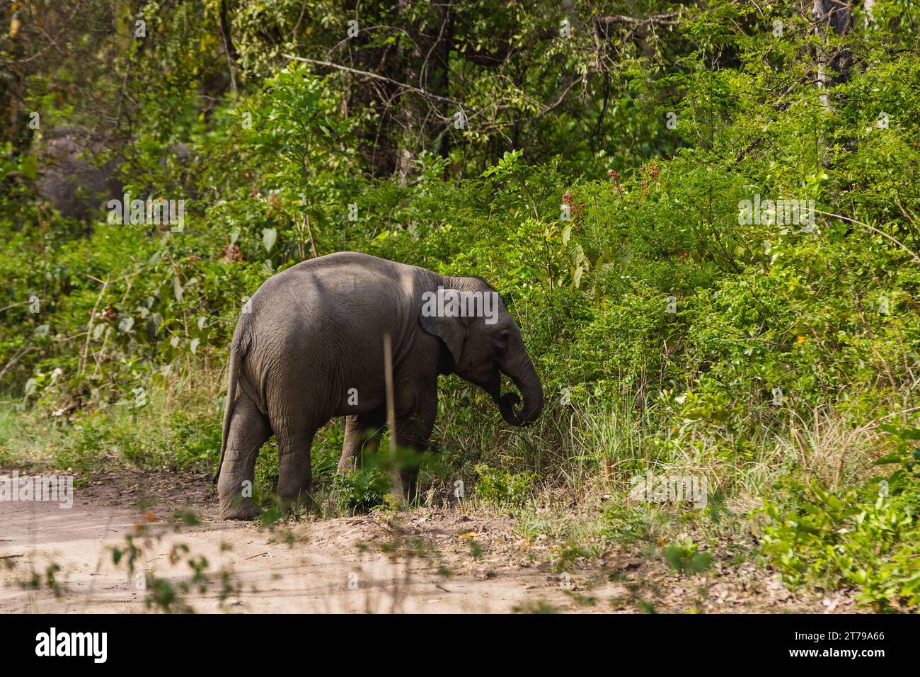 Single elephant in a jungle Stock Photo - Alamy