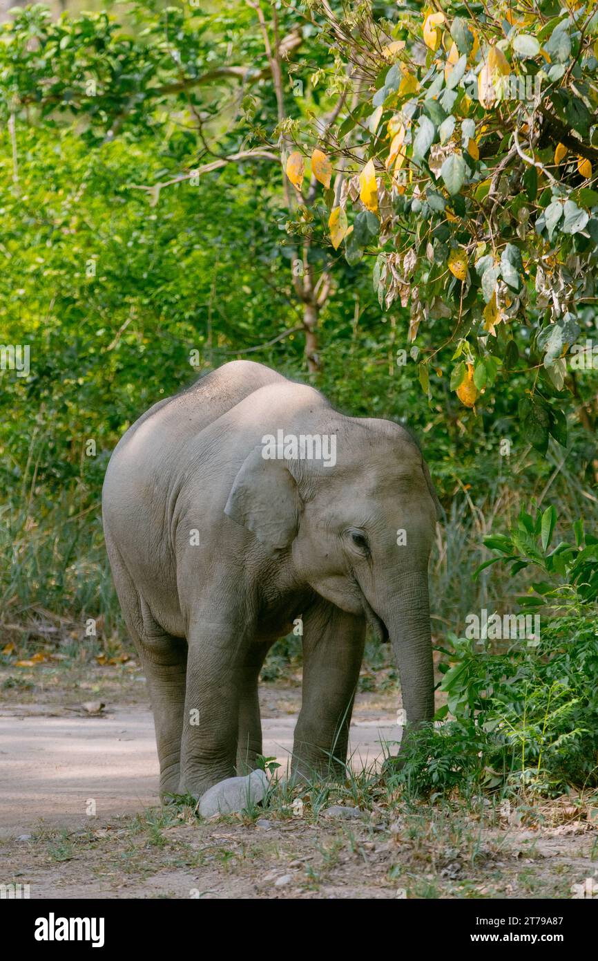Asian elephant calf at Jim Corbett National Park in India Stock Photo ...