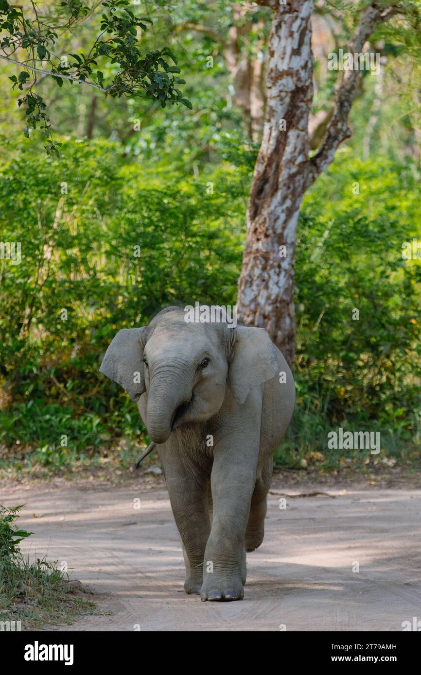 Asian elephant calf at Jim Corbett National Park in India Stock Photo ...