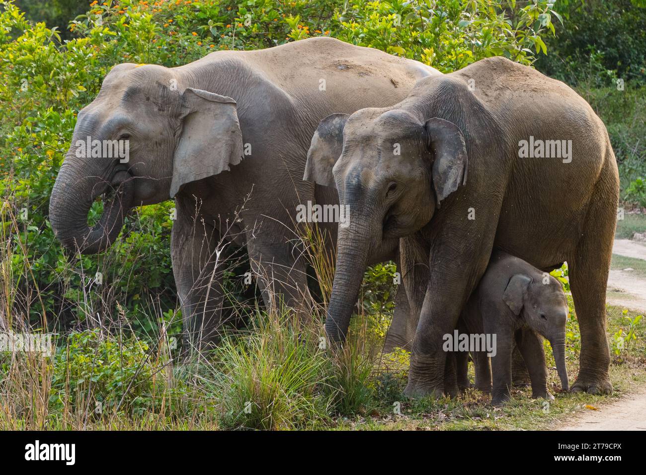Elephant family calfs in hi-res stock photography and images - Alamy