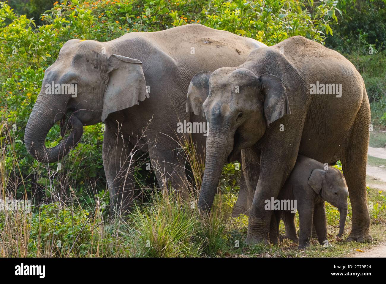 Elephant family calfs in hi-res stock photography and images - Alamy