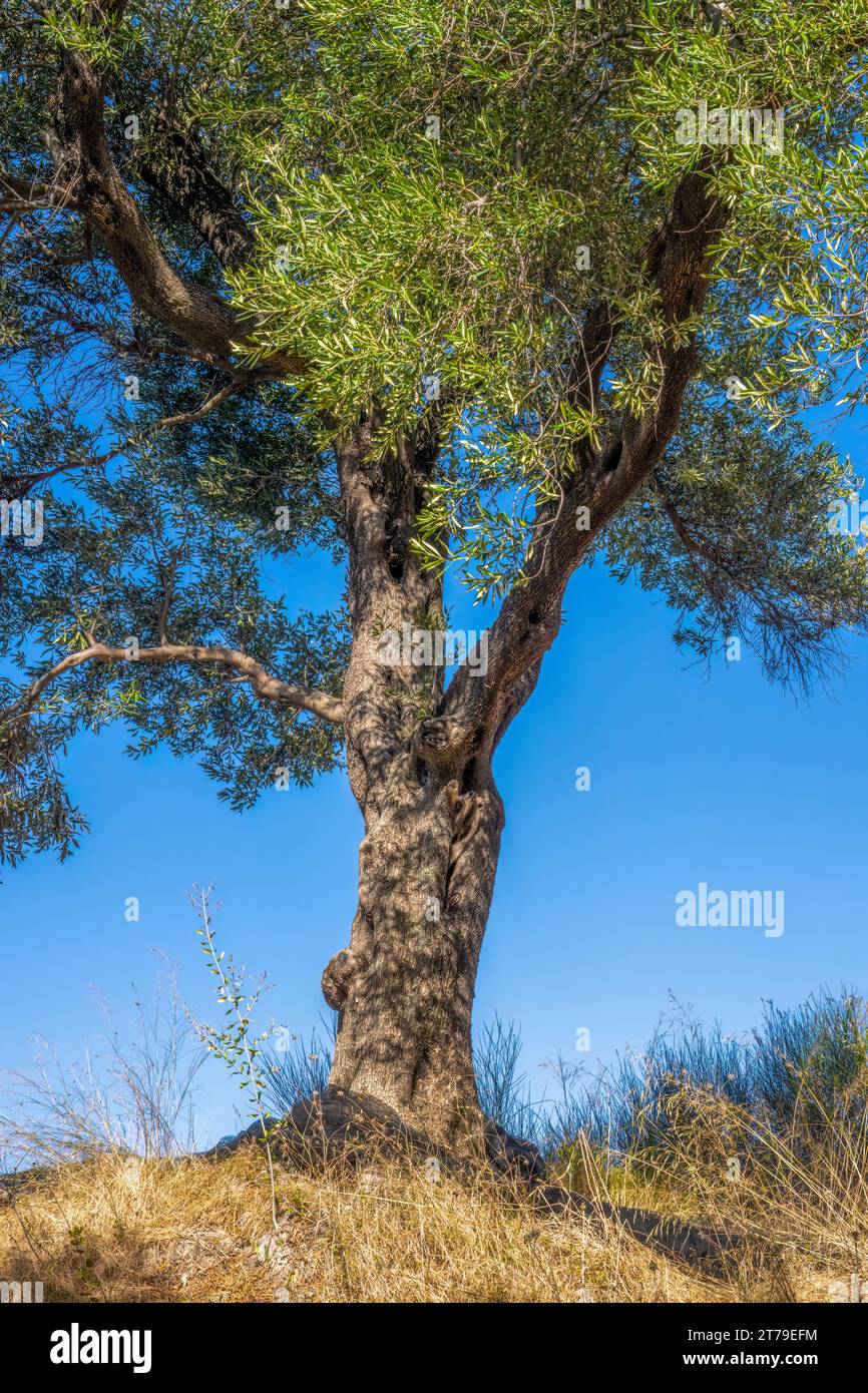 Gnarled olive tree hi-res stock photography and images - Alamy