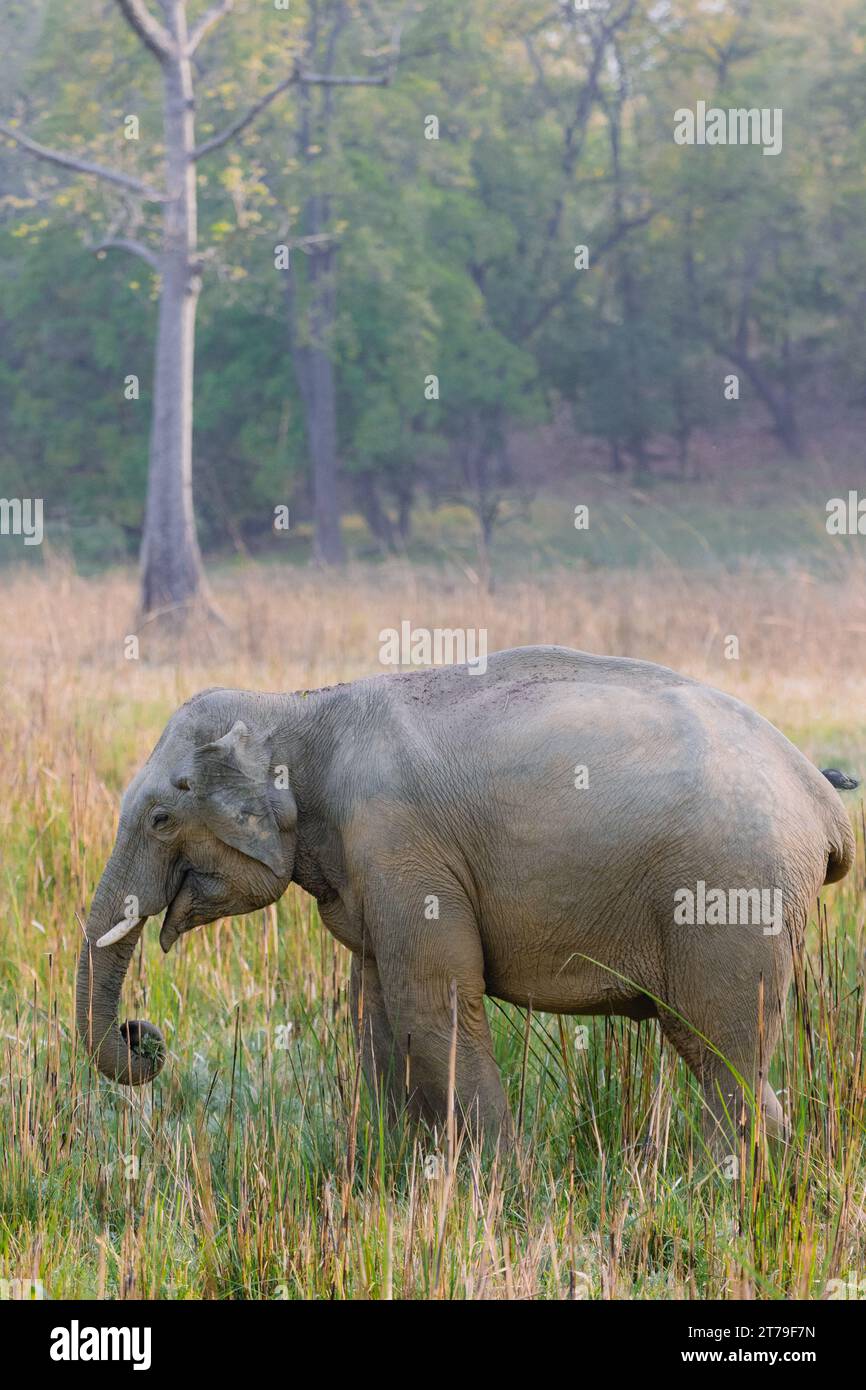 Single elephant in a jungle Stock Photo - Alamy