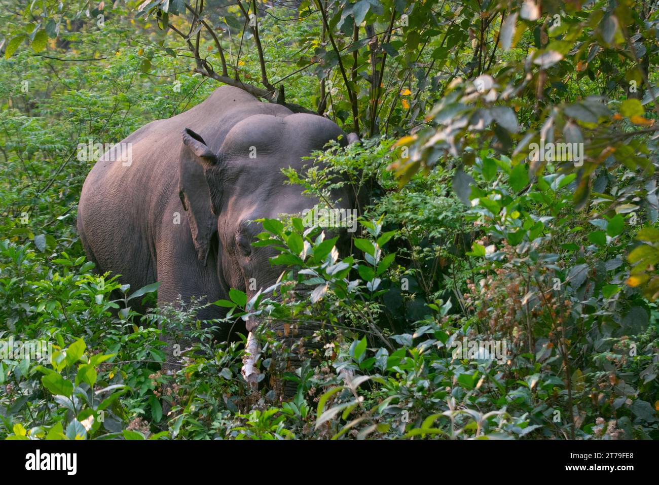 Single elephant in a jungle Stock Photo - Alamy