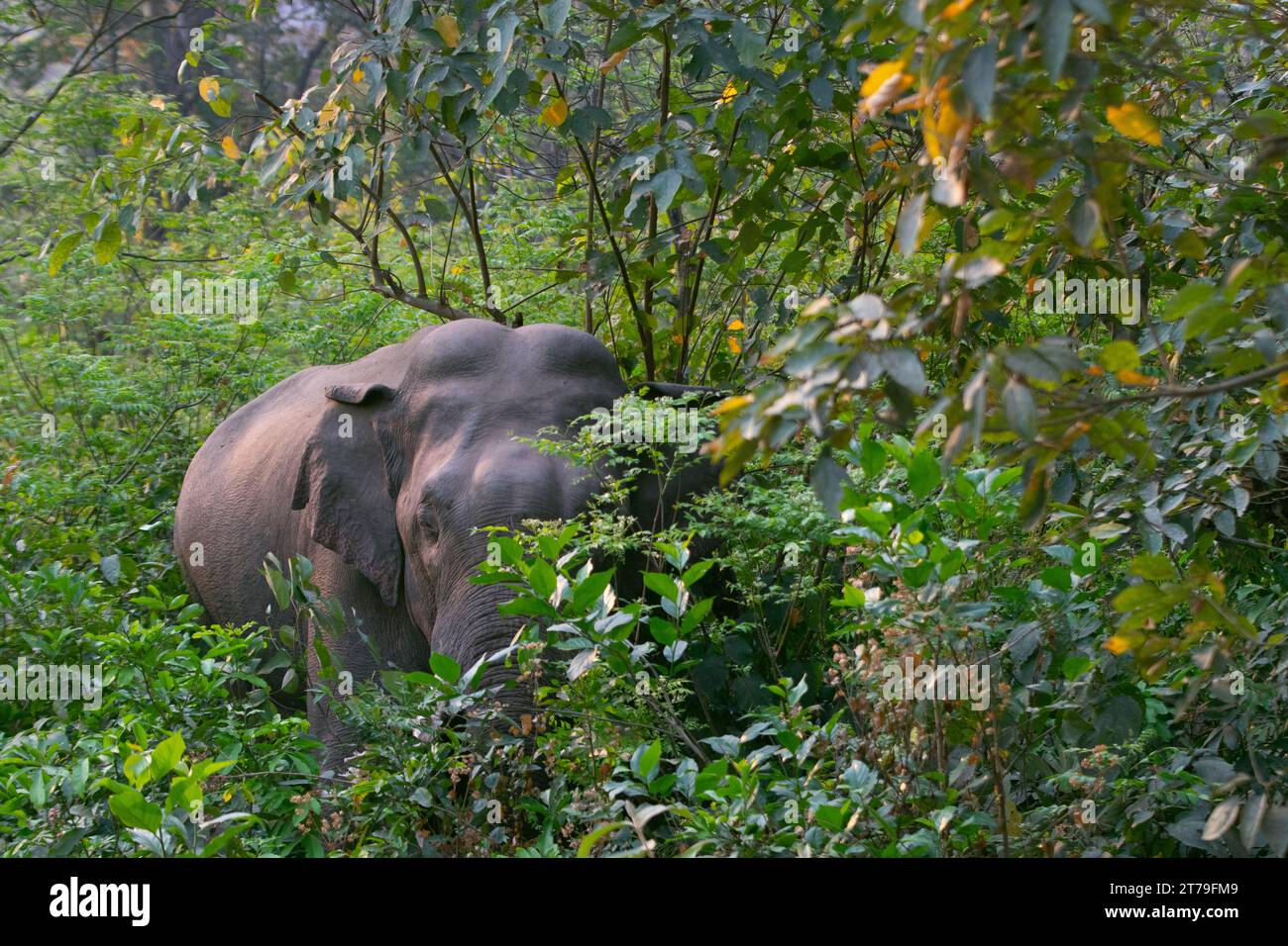 Single elephant in a jungle Stock Photo - Alamy
