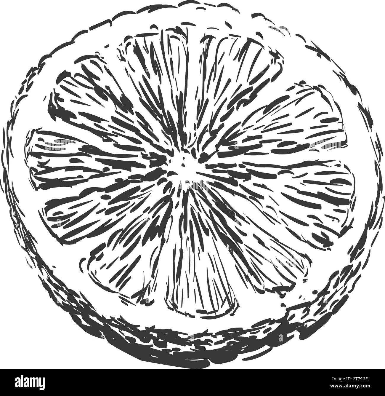 Lemon slice Hand Drawn Sketch Vector illustration Stock Vector Image ...