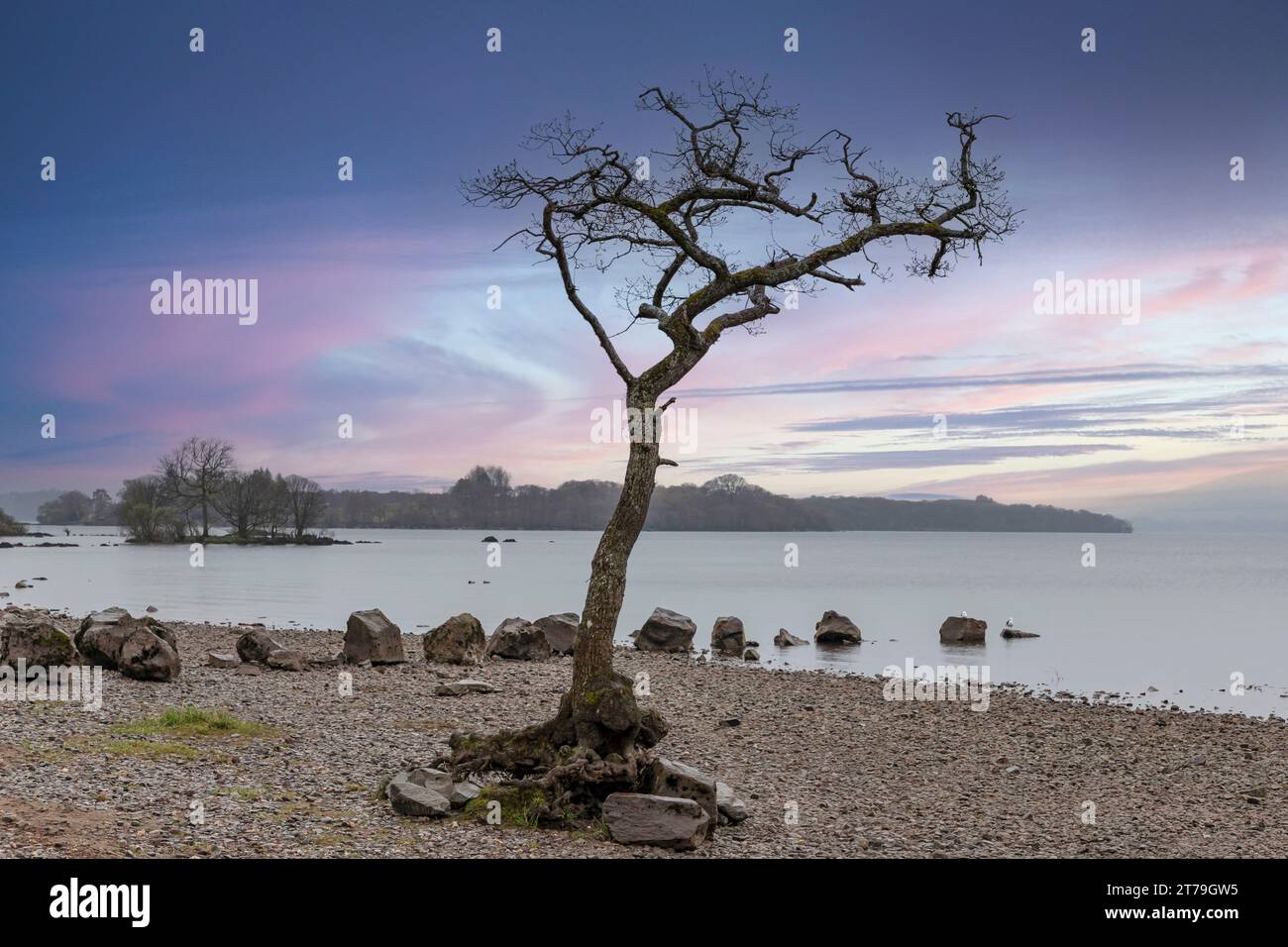 Lone oak tree scotland hi-res stock photography and images - Alamy
