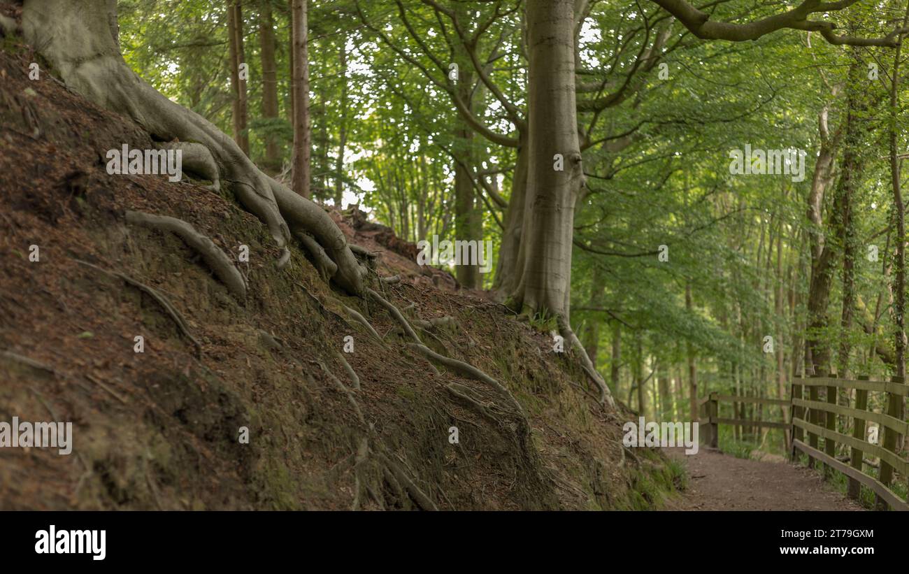 The roots of a tree protruding on a bank leading down to a pathway in ...
