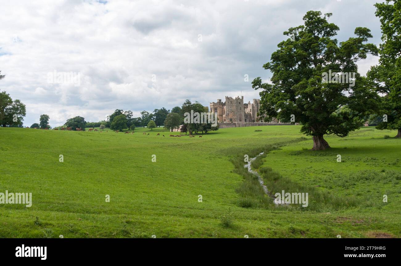 Scenic view of the reindeers grazing in the grounds of Raby Castle ...