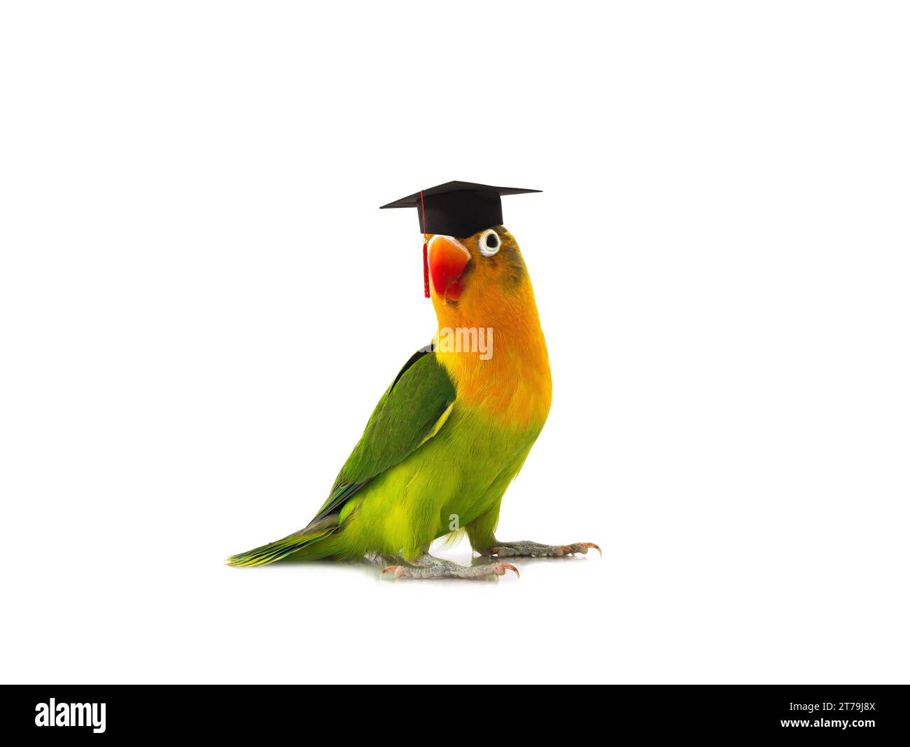 lovebird parrot in academic cap isolated on white background Stock ...