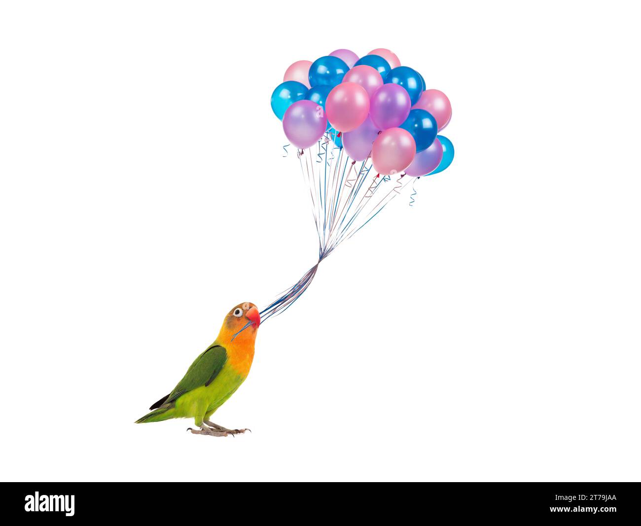 lovebird parrot holding balloons isolated on white background Stock ... lovebird parrot holding balloons isolated on white background Stock ...