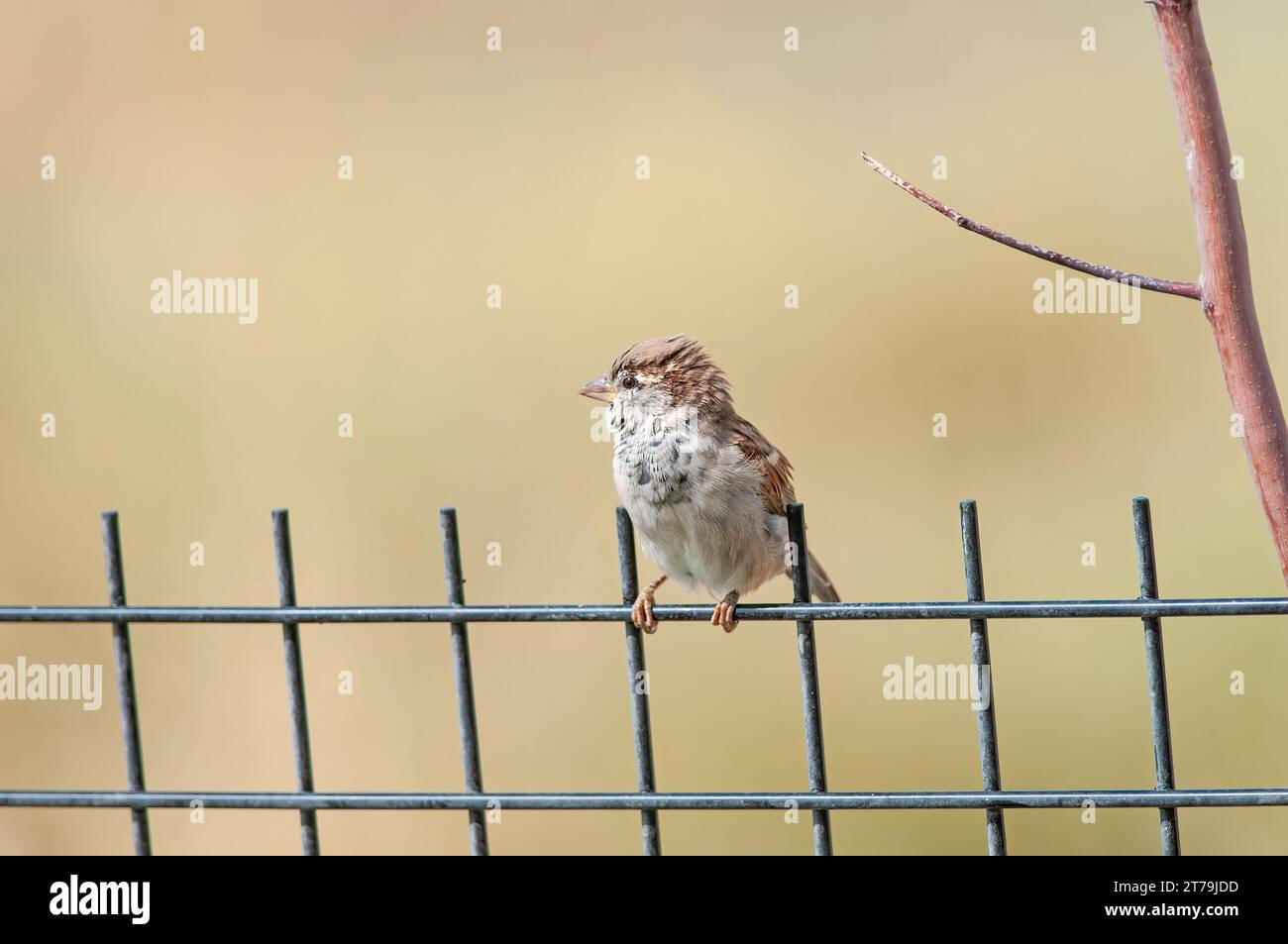 Sparrows sit on fence hi-res stock photography and images - Alamy