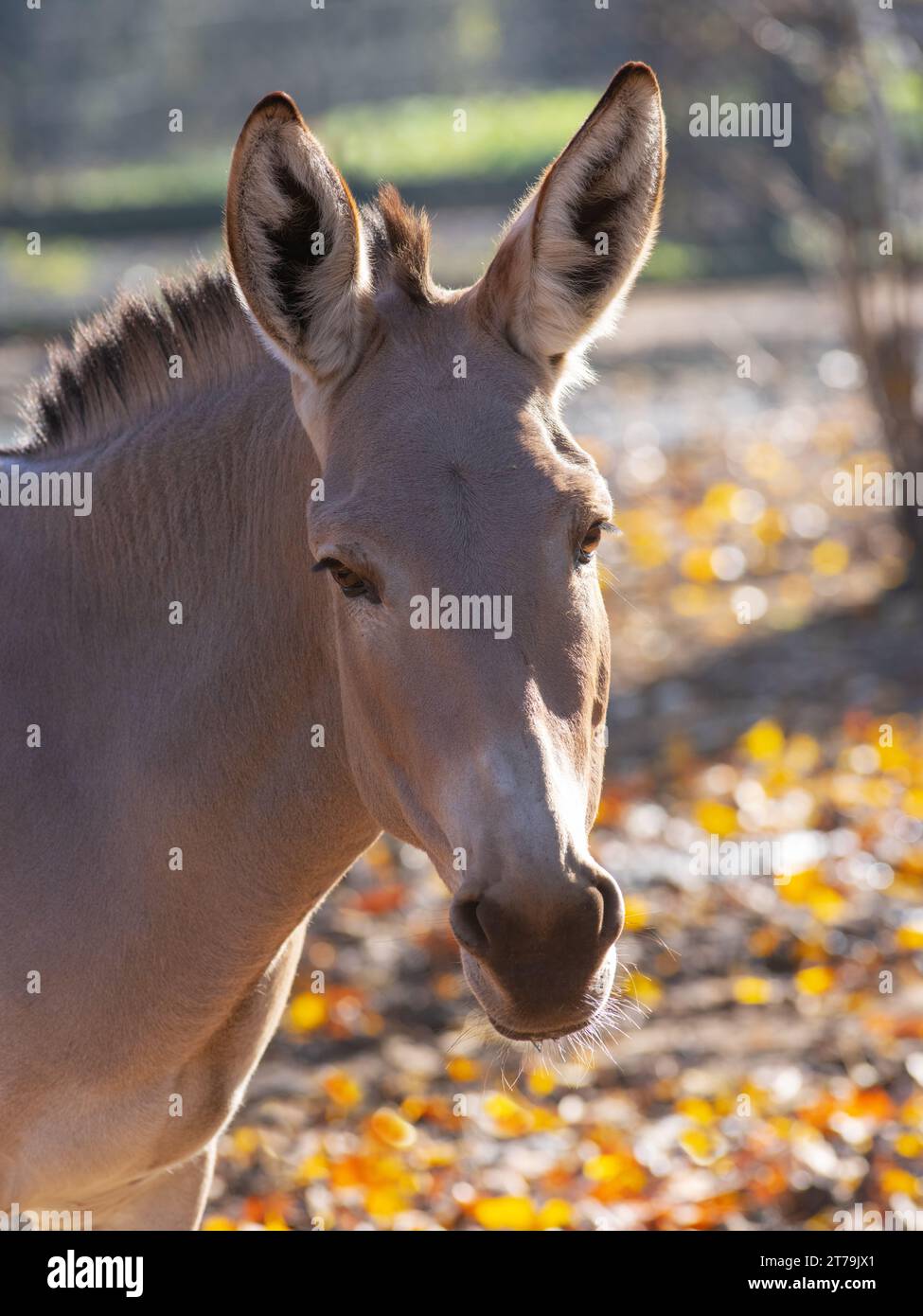 Donkey fur texture hi-res stock photography and images - Alamy